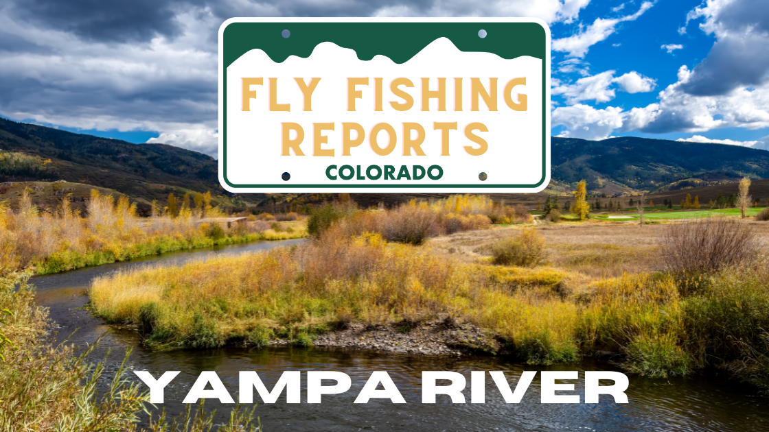 Yampa River Fly Fishing Report Near Steamboat | Modern Reports for Modern Anglers